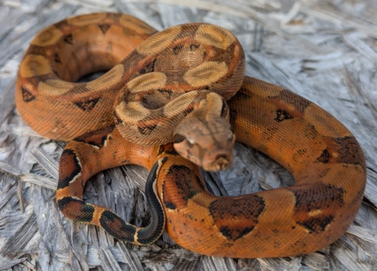 Mandarin Belly Raptor 100% Vpi Blood Boa Constrictor by Wicked Scoria LLC