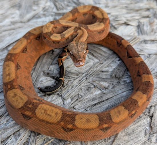 Mandarin Belly Raptor 100% Vpi Blood Boa Constrictor by Wicked Scoria LLC