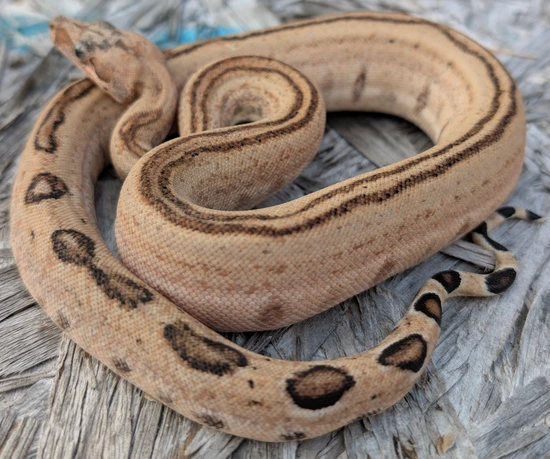 Motley Scoria 100% Kahl Leopard Boa Constrictor by Wicked Scoria LLC