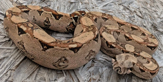 Raptor 66% Silver Bullet Boa Constrictor by Wicked Scoria LLC