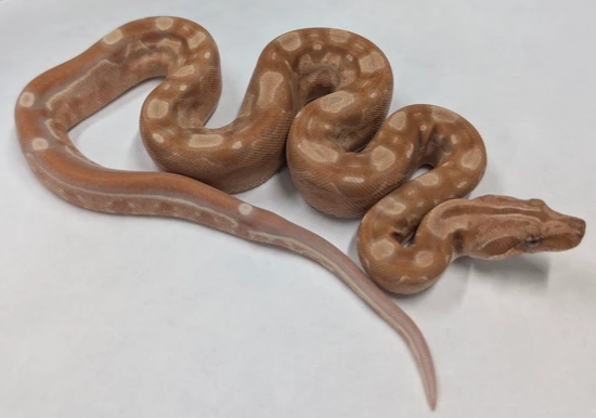 Img Vpi Sunglow Keltic Aztec Boa Constrictor by Wicked Scoria LLC