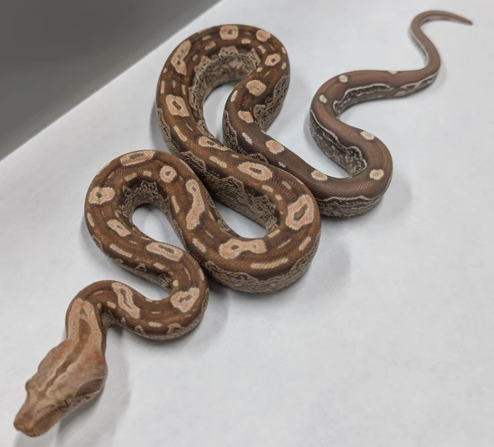 Img Vpi Keltic Aztec Boa Constrictor by Wicked Scoria LLC
