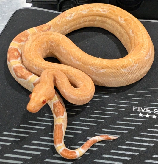 Opal) Sharp Albino Blood Boa Constrictor by Wicked Scoria LLC