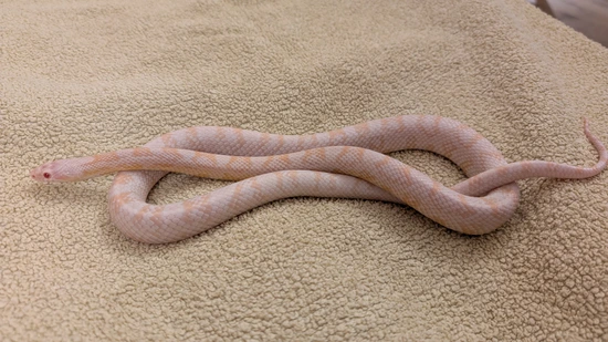 Snow Corn Snake by AM Serpents