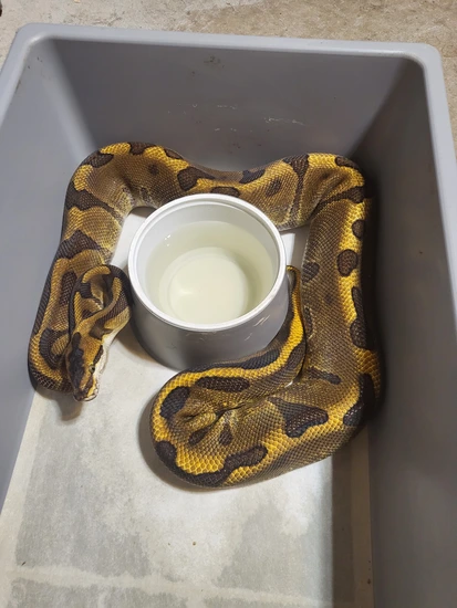 Super Enchi Leopard Het Desert Ghost Female Proven Ball Python by Shores Enuff Snakes