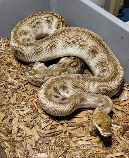 Bongo 4 Year Old Female Ball Python by Shores Enuff Snakes