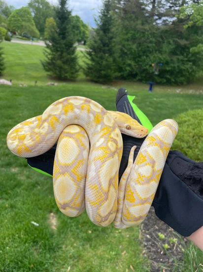 Super Dwarf Purple Albino Reticulated Python by Gecko Grove