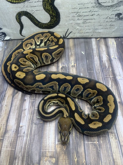 Black Pastel Ball Python by Dorr’s Dorky Reptiles