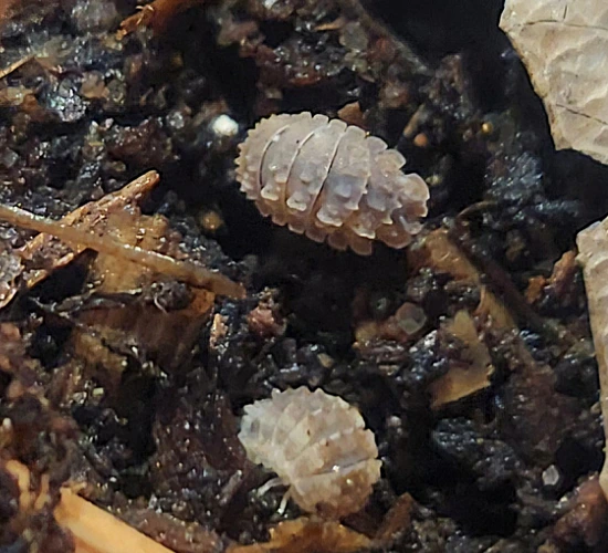 6 Reductoniscus Tuberculatus "Ankylosaur" "Dwarf Gator" Isopod by ...