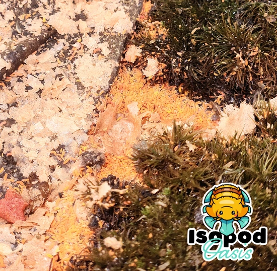 5000 Yuukianura Aphoruroides "Asian Orange Springtails " Isopod by ...