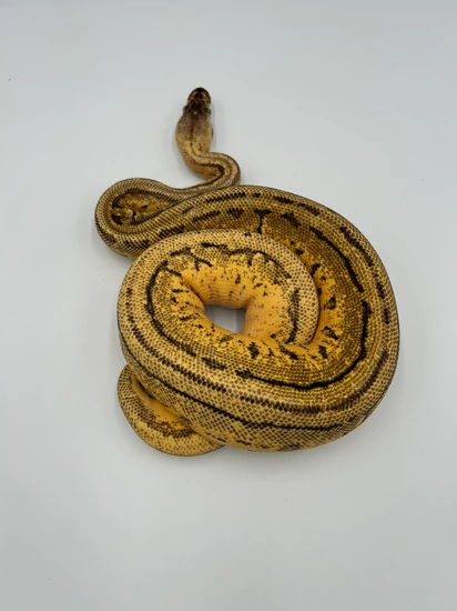 Dragon Fly Pastel Fire Pinstripe Ball Python by Double G Exotics