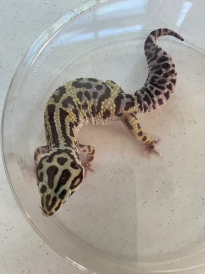Bold Mack Snow Eclipse Het Bell Leopard Gecko by Derek’s Geckos