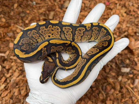 Pixel Black Pastel Red Stripe Ball Python by Frameshift Reptiles LLC