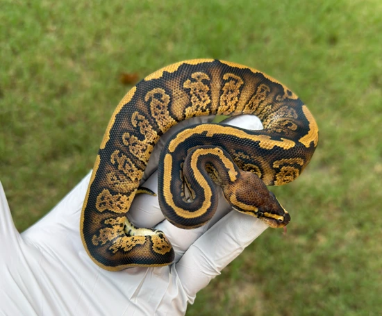 Pixel Red Stripe Het Pied Genetic Stripe Ball Python by Frameshift ...