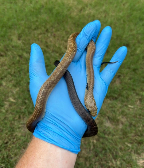 Blacktail Cribo Cribo & Indigo Snakes by Frameshift Reptiles LLC