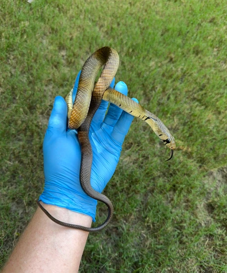Blacktail Cribo Cribo & Indigo Snakes by Frameshift Reptiles LLC