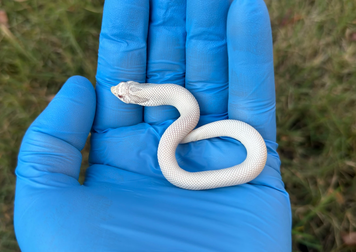 Snow Superconda Western Hognose by Frameshift Reptiles LLC