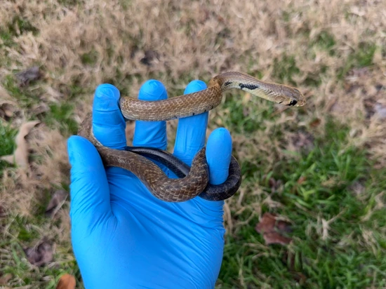 Blacktail Cribo Cribo & Indigo Snakes by Frameshift Reptiles LLC