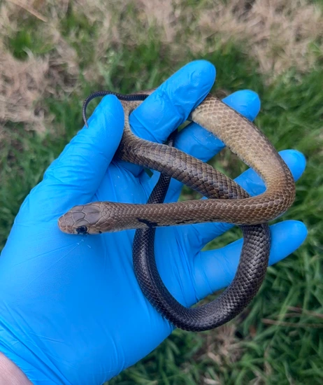 Blacktail Cribo Cribo & Indigo Snakes by Frameshift Reptiles LLC