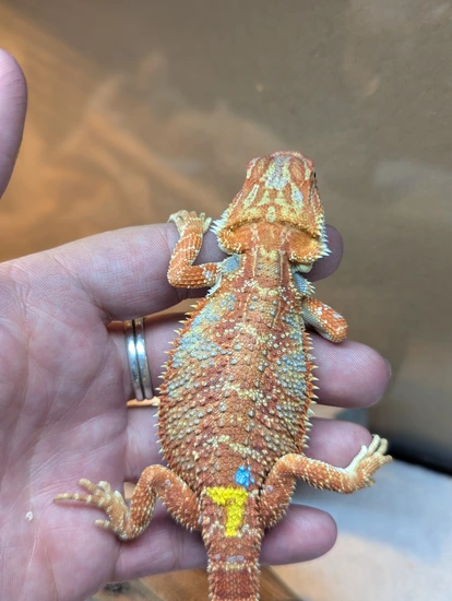 Red Hypo Central Bearded Dragon by Dans Beardies
