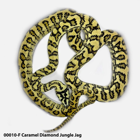 Caramel Jaguar Diamond Jungle (Female) Other Carpet Python by WILD ART ...