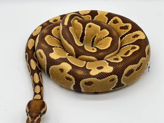 Monarch Ball Python by Prizm Pythonz