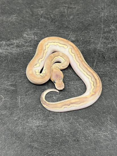 Chocolate BP Lesser Clown Het Hypo Gstripe Ball Python by DPR coldblood