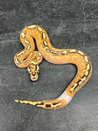 ODYB Fire Enchi Cinnamon Paint Crypton Ball Python by DPR coldblood