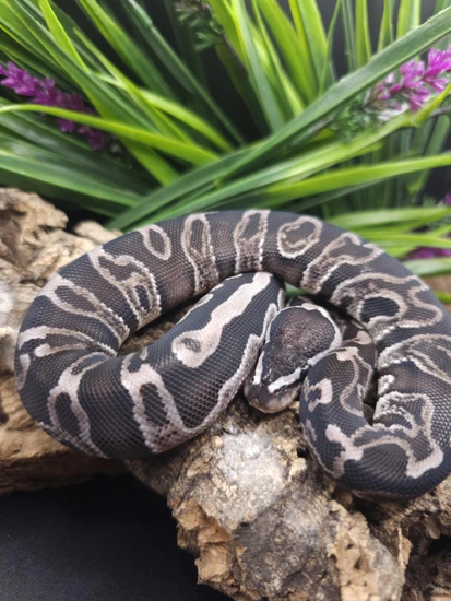 Ghi Leopard Vpi Axanthic. Feeding On Live Hopper Mice Ball Python by ...