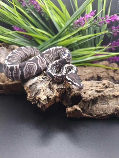 Ghi Vpi Axanthic Feeding On Live Hopper Mice Ball Python by Draggin ...