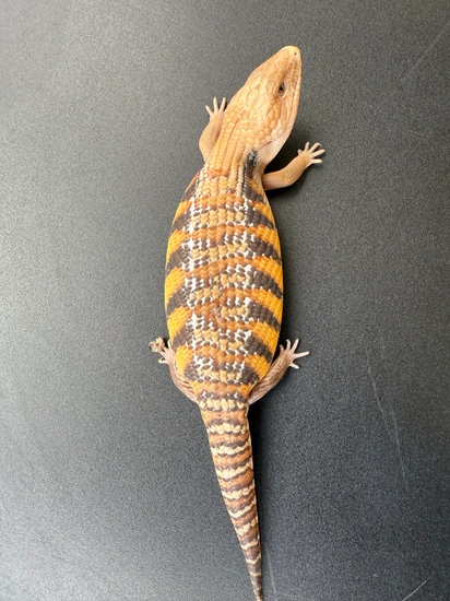 Black Magma Sunset🔥 Northern Blue-Tongued Skink by Dragon Ball Pythons