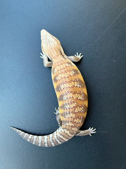 Orange X Caramel Northern Blue-Tongued Skink by Dragon Ball Pythons