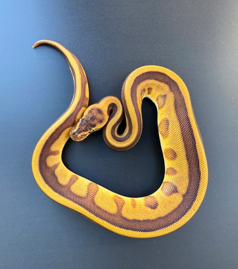 Leopard Enchi G-stripe 100% Het Clown (Poss YB) Ball Python by Dragon ...