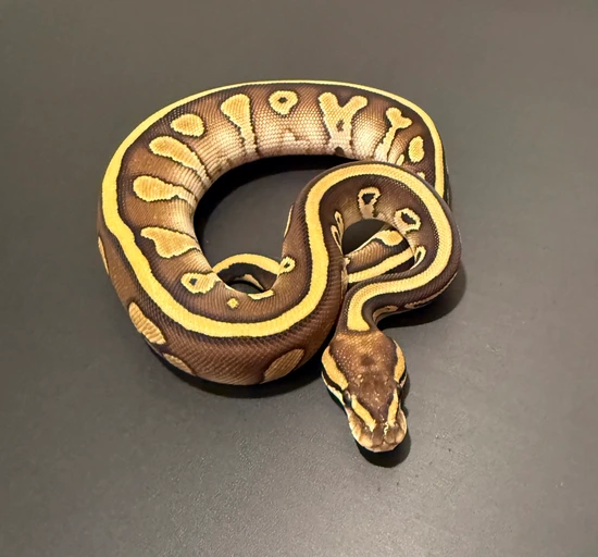 Leopard Lesser 100% Het Clown 66% Het G-stripe Ball Python by Dragon Ball Pythons