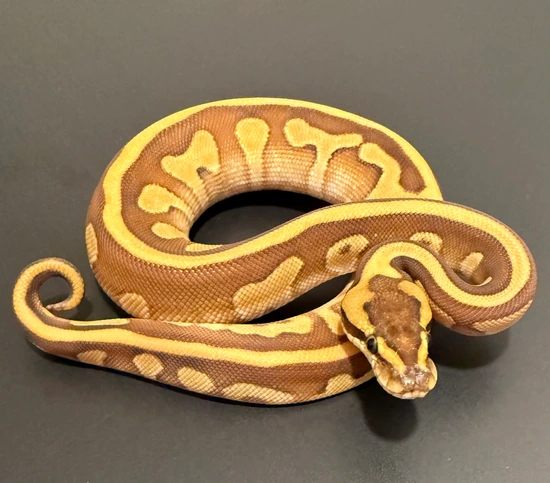 Leopard Lesser Enchi 100% Het Clown 66% Het G-stripe Ball Python by Dragon Ball Pythons