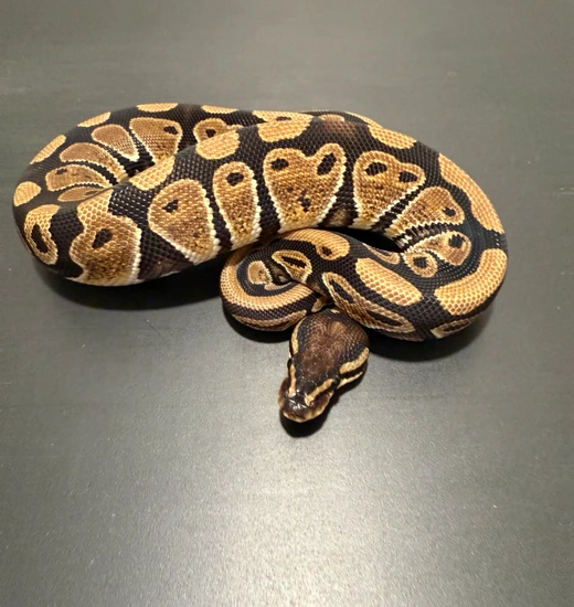 DH Desert Ghost VPI Axanthic Ball Python by Dragon Ball Pythons