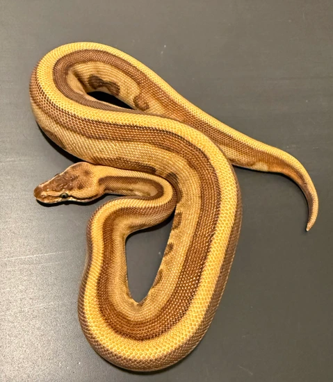 Leopard Enchi G-stripe Het Clown (Poss YB) Ball Python by Dragon Ball ...