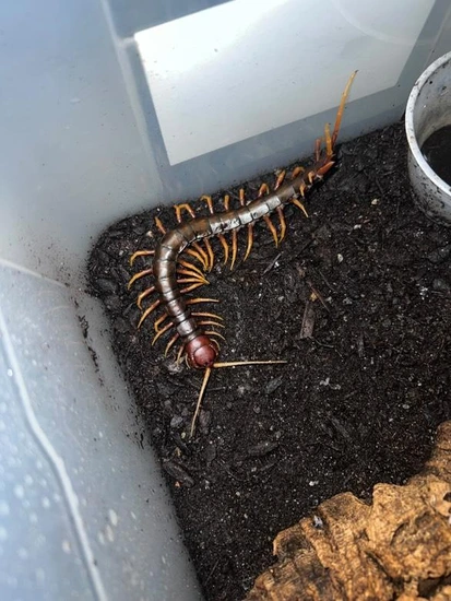 Mated Female Scolopendra Sp Celebes Flame Leg Centipede by Frognose Exotics