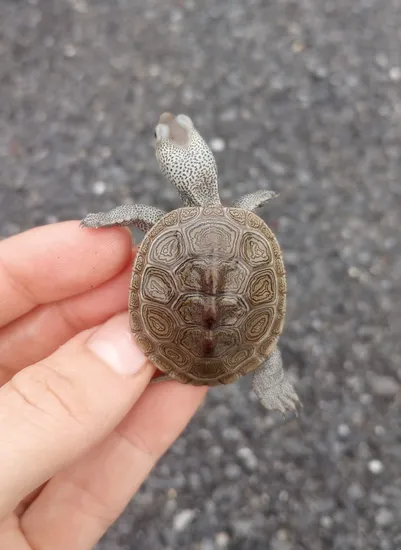 Blonde White Skin Northern Diamondback Terrapin by Dragon Fortress Reptiles