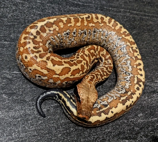 Batik Het T+ Blood Python by Zadistic Exoticz