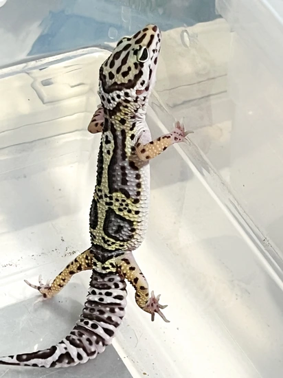 Black Night / Black Pearl X Burning Blood Rainwater Blue Amber Eye ...