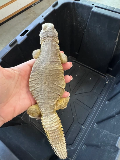 Young Female Egyptian Uromastyx by Dragontopia