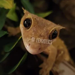 LEM Xotics - MorphMarket