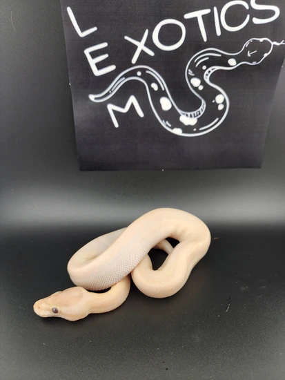 Banana Ivory Ball Python by LEM Xotics