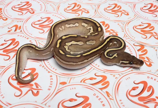 Butter Black Head Wookie 50% Triple Het. Clown/Pied/Lav. Albino Ball ...