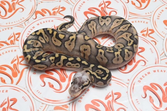 Pastel Vanilla Wookie Possible Leopard Ball Python by Dream Weaver Reptiles