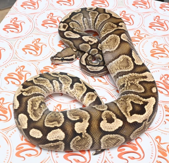 GHI Fire Het. Clown Ball Python by Dream Weaver Reptiles