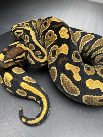 Lace Yellowbelly Het Clown Ball Python by Colorfully Vulgar