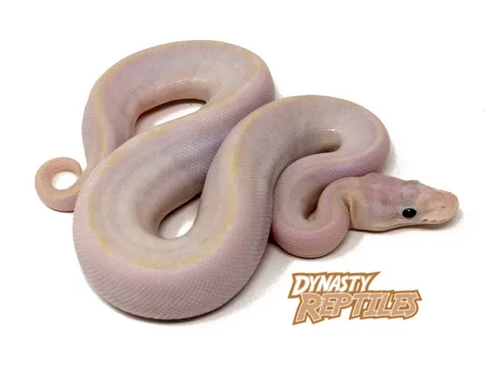 Banana Ivory Ball Python by Dynasty Reptiles