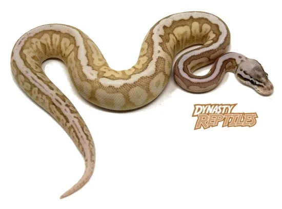 Super Pastel Butter Spotnose YB Ball Python by Dynasty Reptiles